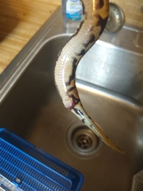 Juvenile Ball Python Belly Burst All I Know Ball Pythons