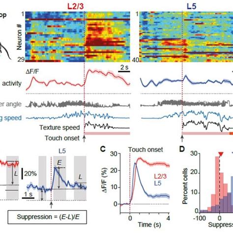 Calcium Imaging In L2 3 And L5 Of Mouse Barrel Cortex During Various Download Scientific