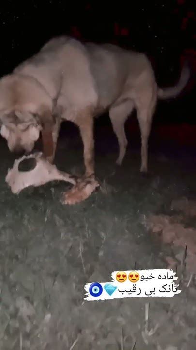 سگ پژدر♥️ Youtube