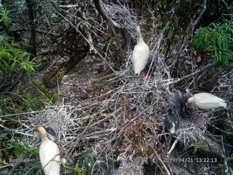 DNA Evidence Shows Burmese Pythons Infiltrating Everglades Bird Colonies News