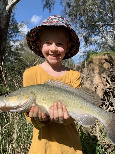 Nice Murray Cod Catch And Release Scrolller