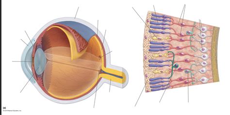 Sight Diagram Diagram Quizlet