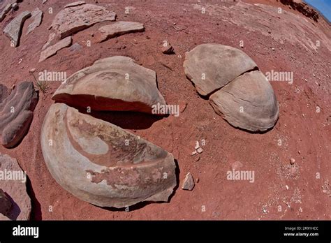 Dinosaur Coprolite Fossil Among Dinosaur Tracks At A Tourist Attraction Near Tuba City Arizona