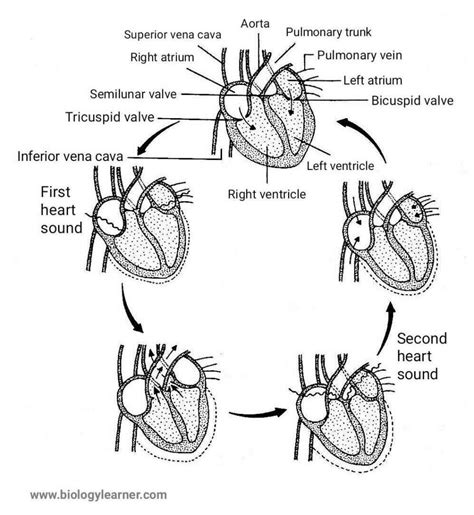 Cardiac Cycle Cardiac Cycle Dr Nikunj R Shekhada Mbbsms Gen Surg