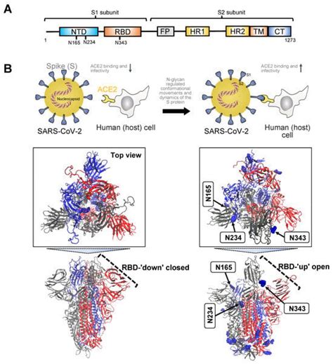 Unraveling The Sugary Code N Glycosylations Impact On Protein
