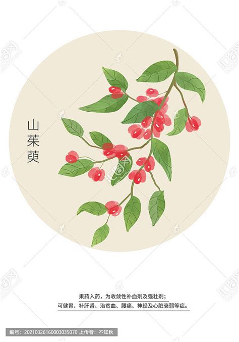 山茱萸
