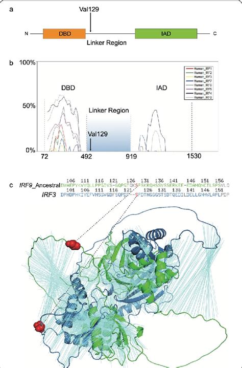 Structural Similarities Among Homologous Irf Proteins A A Simplified