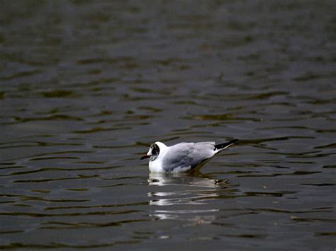 کوچ پرندگان مهاجر به تالاب های اصفهان فیلم و عکس خبرگزاری صدا و سیما