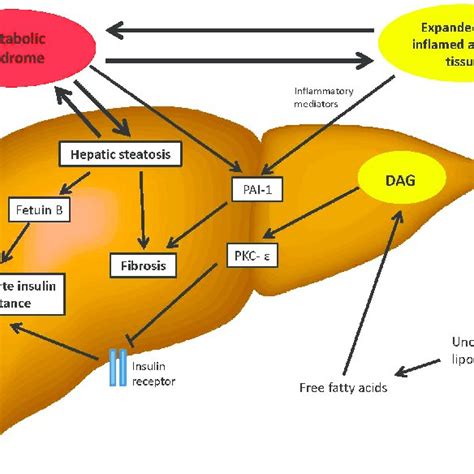 Schematic Demonstrating The Bidirectional Interactions Between Hepatic Download Scientific