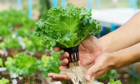 Simple Small Hydroponics Systems Building A Homemade Hybrid Nft System
