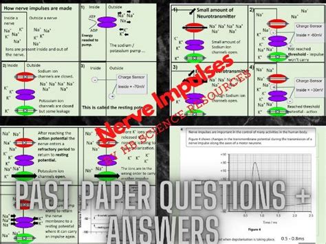 Nerve Impulse Teaching Resources