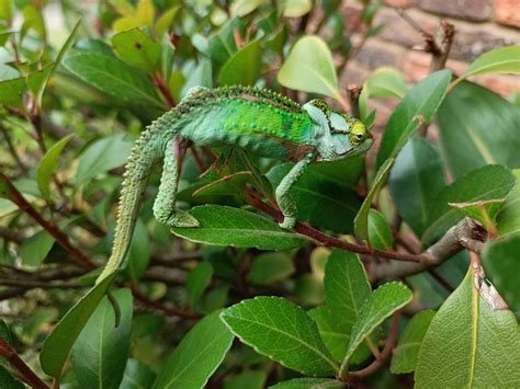 Download Camelion Preditor Reptile Royalty Free Stock Illustration