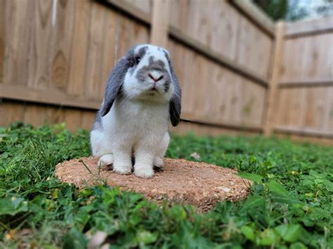Black French Lop