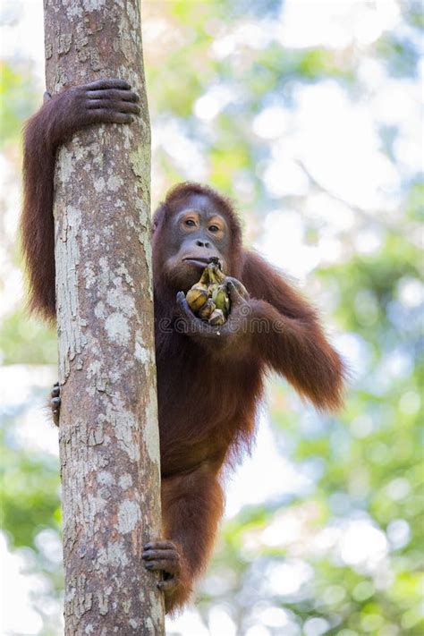 Orang Utan In The Forest Of Kalimantan Stock Image Image Of Climbs Utan