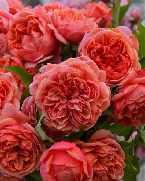 Elevate Your Garden Building A Trellis For Vertical Gardening Success Tiny Garden