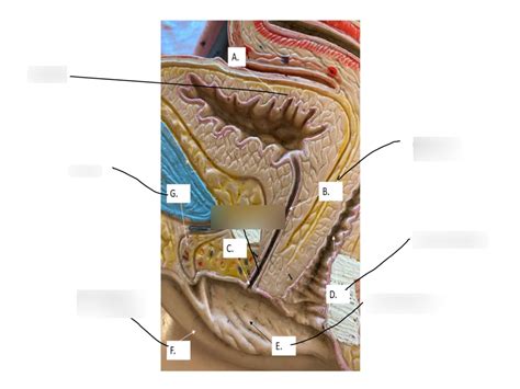 Anatomy Lab Reproductive Part 7 Diagram Quizlet Anatomy Lab Reproductive Part 7 Diagram Quizlet