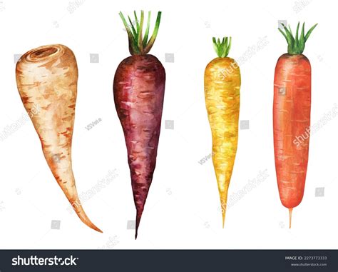 7 867 Carrots Parsnip Royalty Free Photos And Stock Images Shutterstock