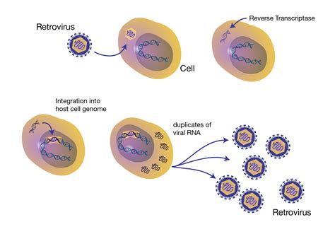 Retrovirus