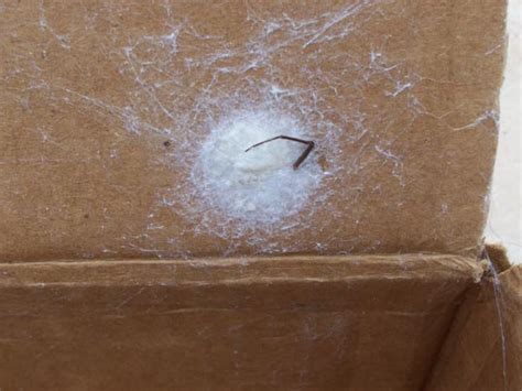 Brown Recluse Spider Eggs