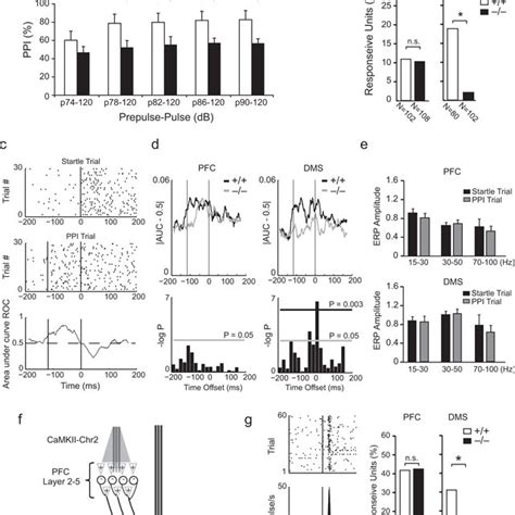 The Prefrontal Cortex And Dorsomedial Striatum In Sensorimotor Gating A Download Scientific