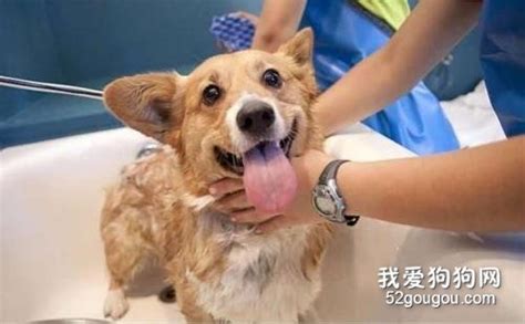 狗狗洗澡流程及注意事项 爱宠网