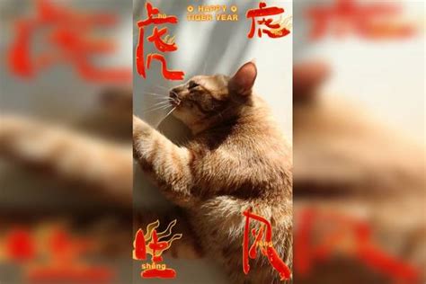 欢喜拜大年 橘砸祝大家新年快乐鸭吃虎皮饺子迎新年除夕快乐拜大年