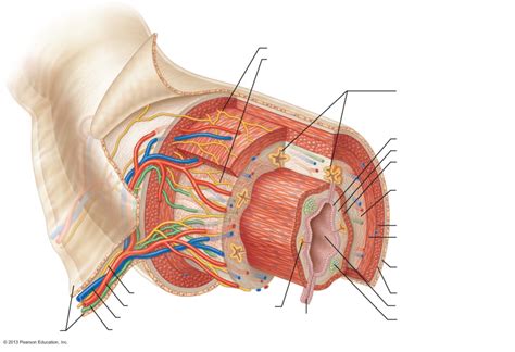 Wall Structure And Histology Diagram Quizlet