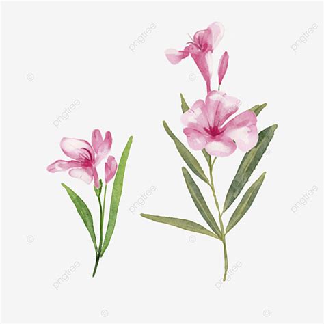 분홍색 협죽도 꽃