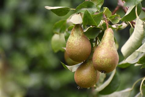 Pear Varieties Chart