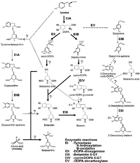 Tyrosinemia Pathway