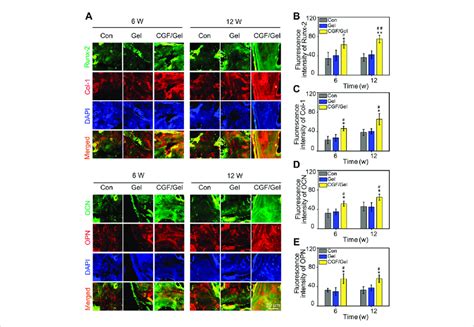 A Immunofluorescence Staining Of Bone Tissue In The Critical Size Download Scientific Diagram