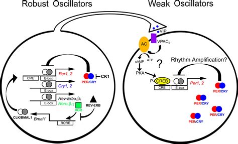 Come Together Rightnow Synchronization Of Rhythms In A Mammalian Circadian Clock Neuron