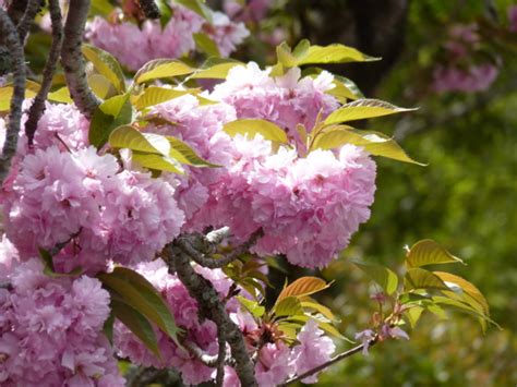 關山櫻 白桕花園 udn部落格