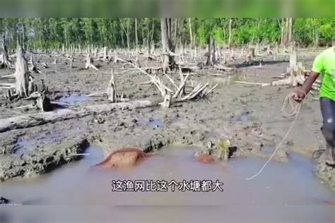这鱼竟然排着队游到三哥面前让他抓这也太神奇了 鱼竟然