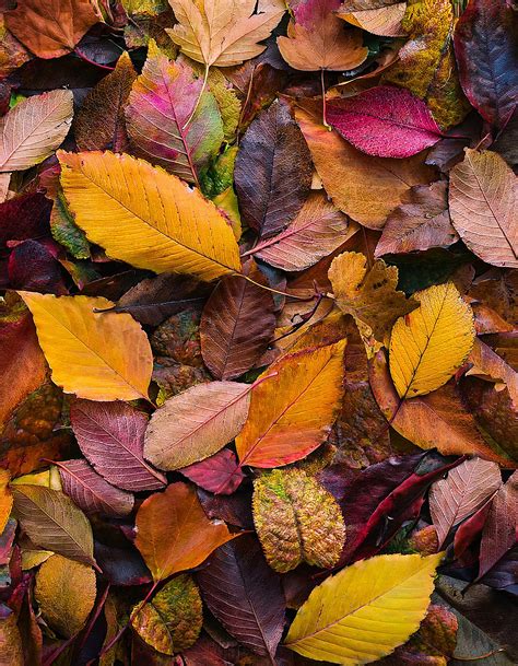 따뜻하고 풍부한 색상의 가을 단풍은 자연의 아름다움을 생생하게 표현합니다 배경 배경 화면 및 일러스트 무료 다운로드 Pngtree