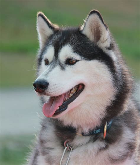 설원의 마라토너 시베리안 허스키