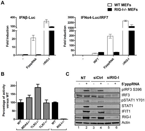 Induction Of The Interferon Response By 5′ppprna Is Dependent On