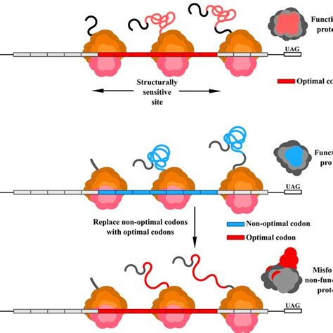Both Optimal And Non Optimal Codons Are Utilized In Several Ways To
