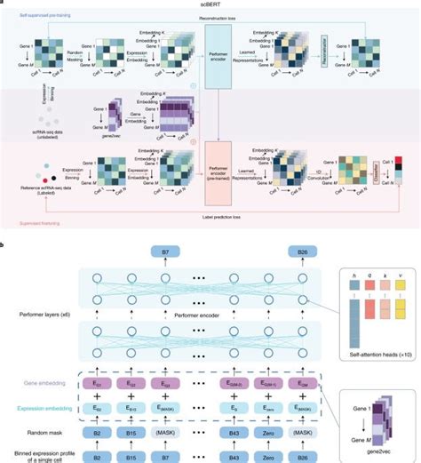 Large Scale Pretrained Deep Language Model For Cell Type Annotation Of
