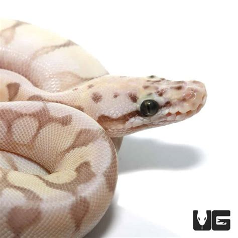 Ball Pythons For Sale Underground Reptiles