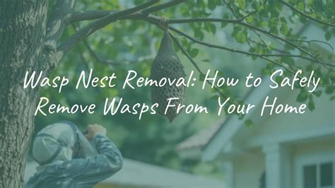 Wasp Nest Removal How To Safely Remove Wasps From Your Home