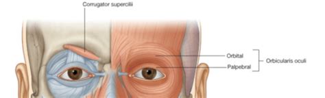 Face And Infratemporal Fossa Flashcards Quizlet