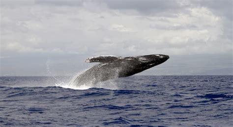 Using Php And Mysql With Docker Matthew Parris