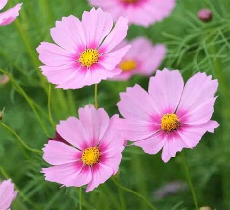 คอสมอสราคาถูกจัดส่งทั่วประเทศ เมล็ดพันธ์ุ ดอก คอสมอส พร้อมจำหน่ายแล้วนะครับ Facebook