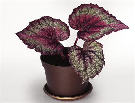Rex Begonia Guide How To Grow And Care For “begonia Rex Cultorum”