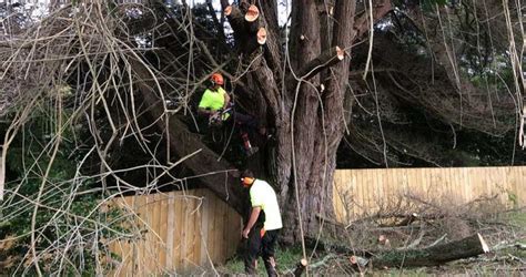 Tree Cutting Tree Cutting Services Auckland The Tree Company
