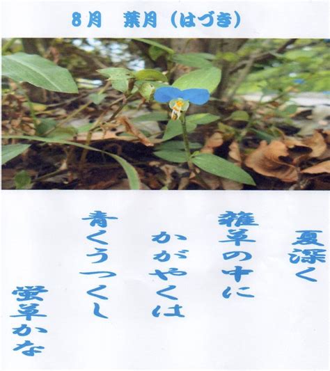 ギャラリー 雑草の中の蛍草 目黒会 同窓会ラウンジ