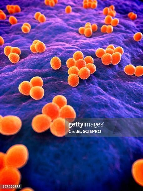 Mrsa Microscope