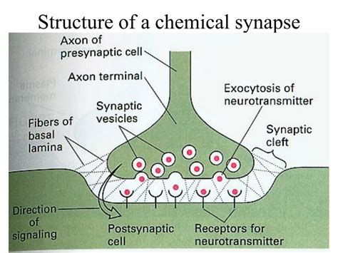 What Is A Chemical Synapse Chemical Synapse Structure And Labeled