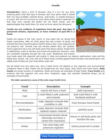 Fossils Lesson Artofit